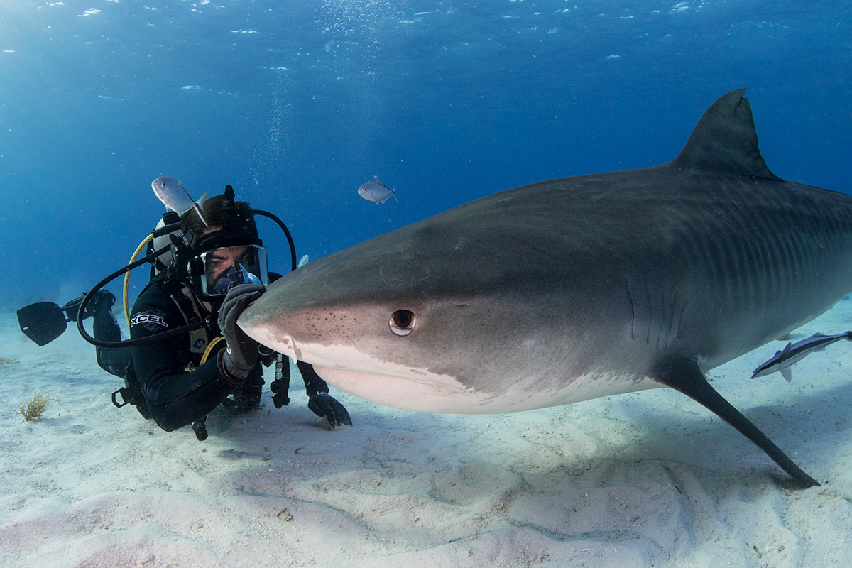 FIN - The Documentary by Eli Roth. Streaming now on Discovery+